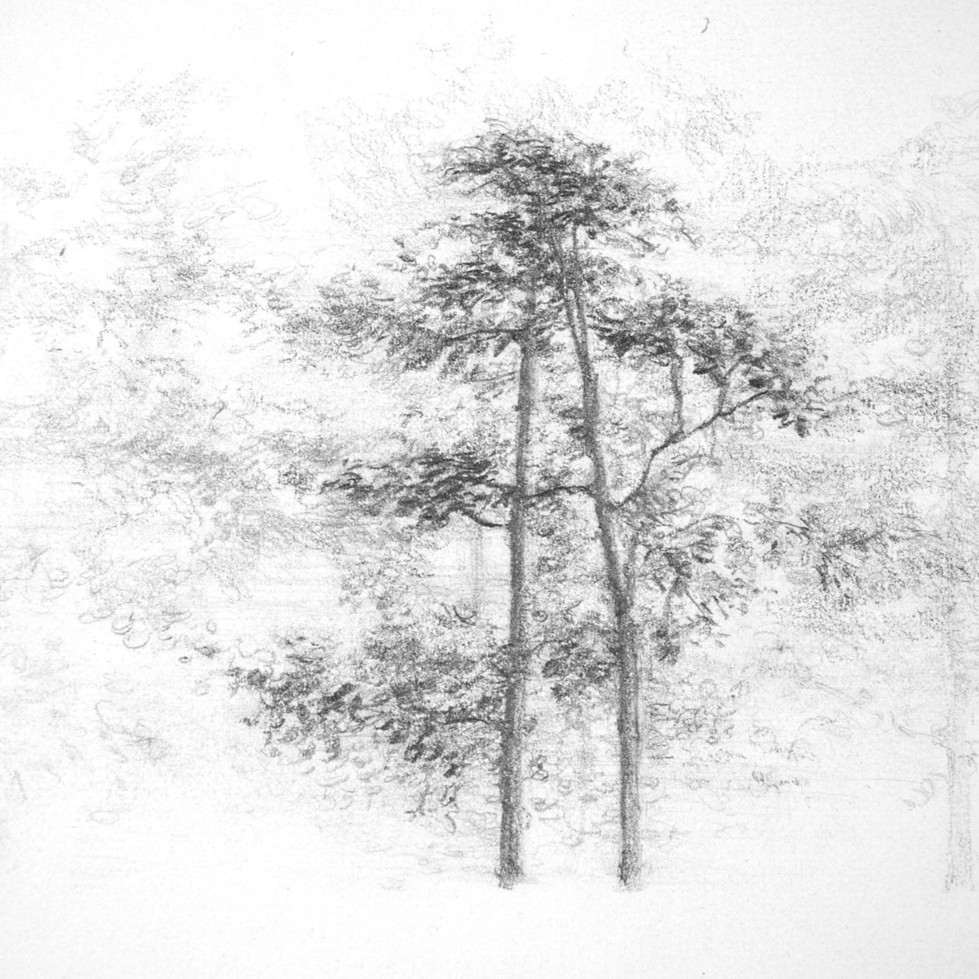 Drawing for beginners - Colne Road Studio